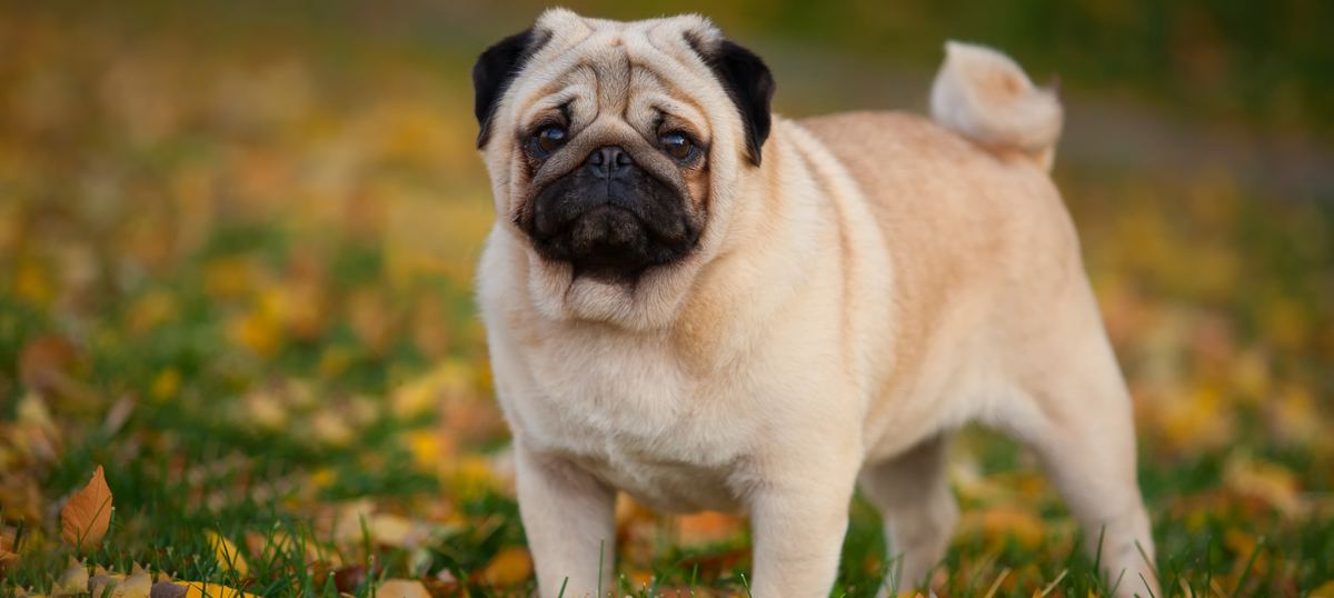 Are Dogs Carnivores? THE PACK Addresses This Common Misconception