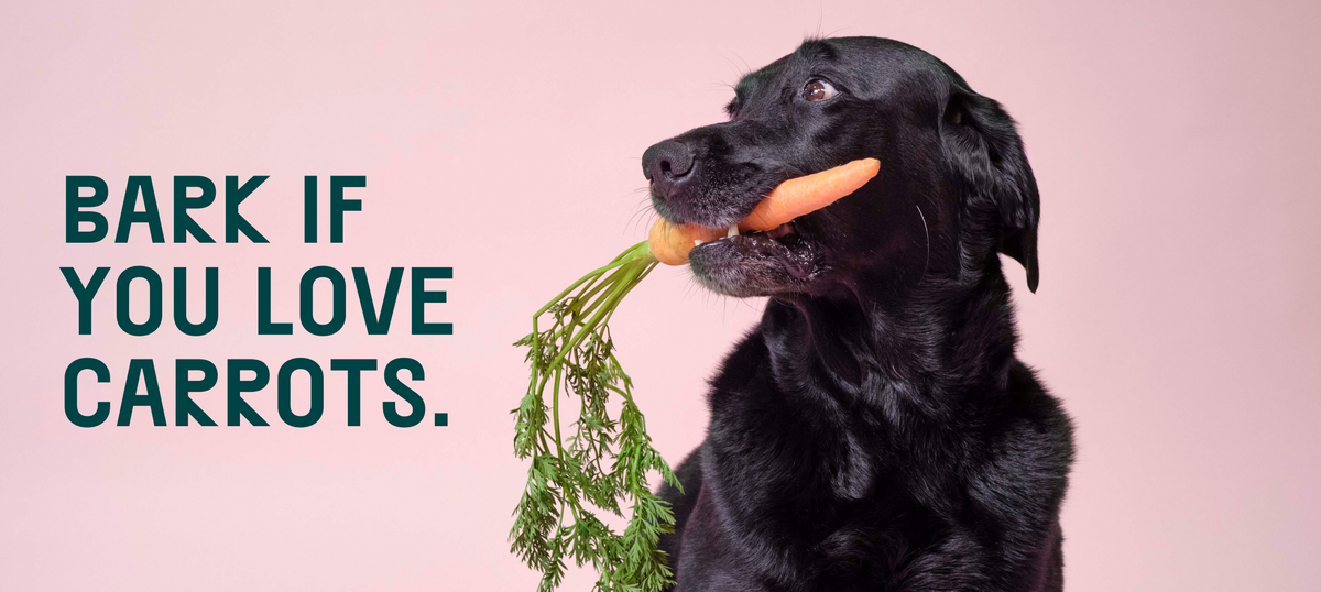 Help Your Dog Break Up With Beef And Try Vegetarian Meals – THE PACK